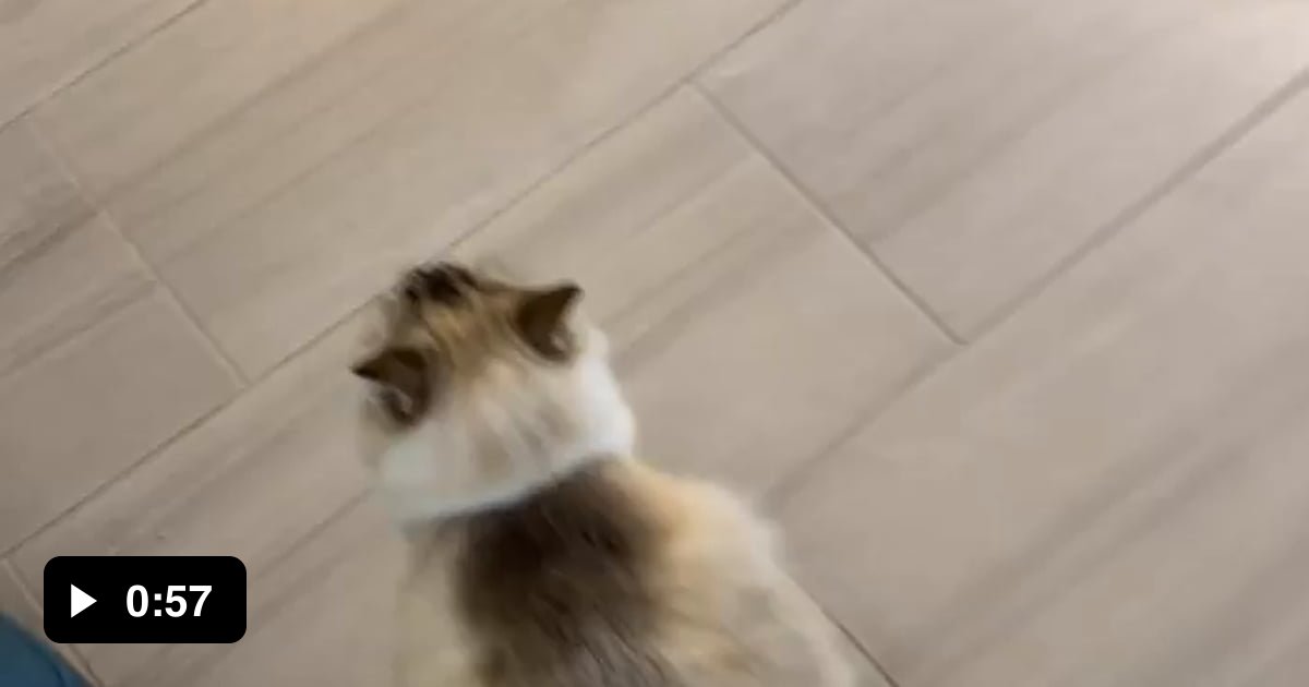 Meow meow compilation - 9GAG