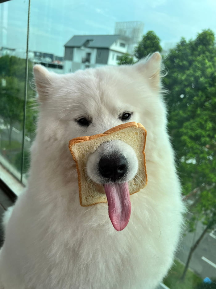 Pure bread Samoyed - 9GAG