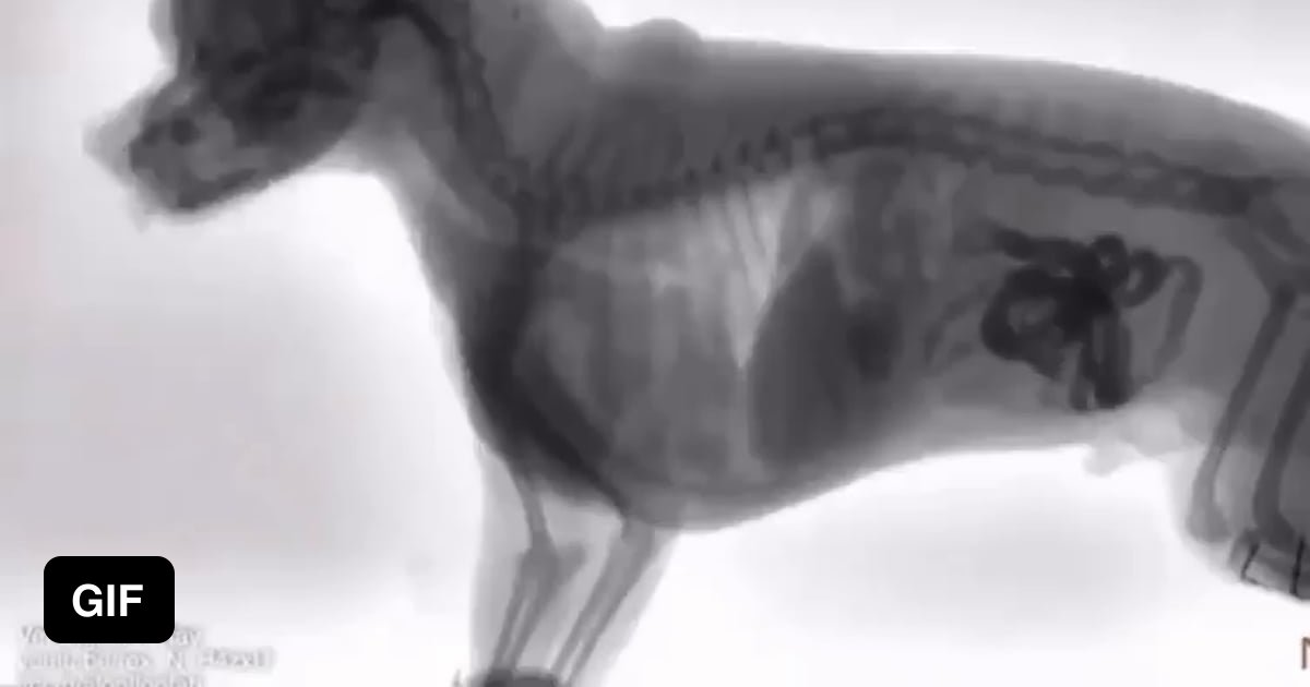 A dog eating under an x-ray - 9GAG