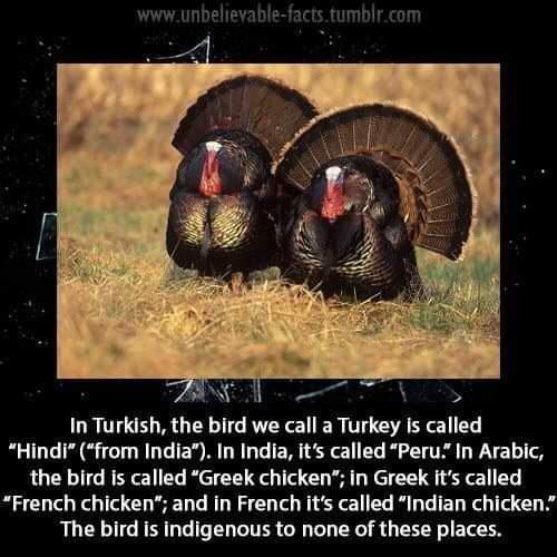 Even named a country after this bird!! - 9GAG