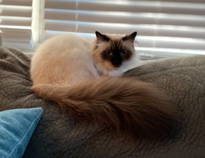 Princess Clawdia and her poof floof - 9GAG