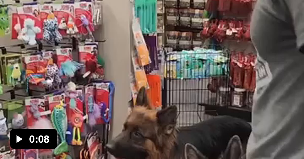 Dogs' head sync while waiting for permission to take treats - 9GAG