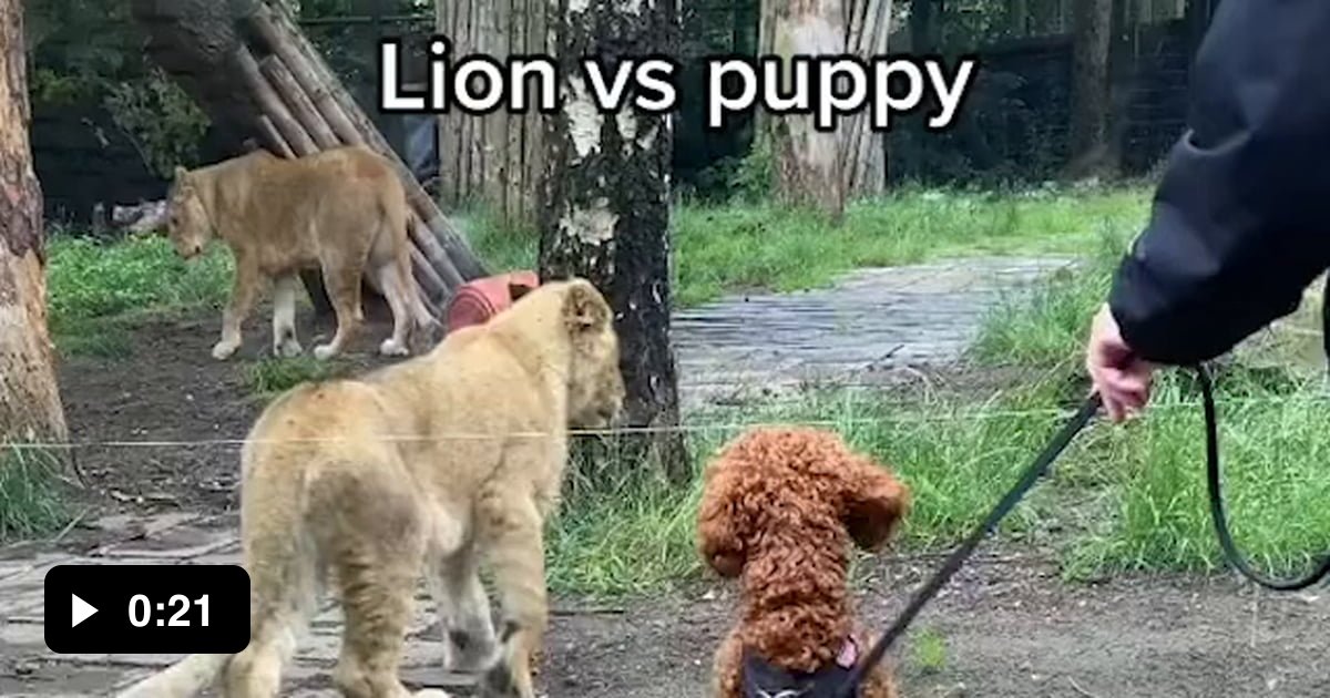 Smol pup v.s. Big cat - 9GAG