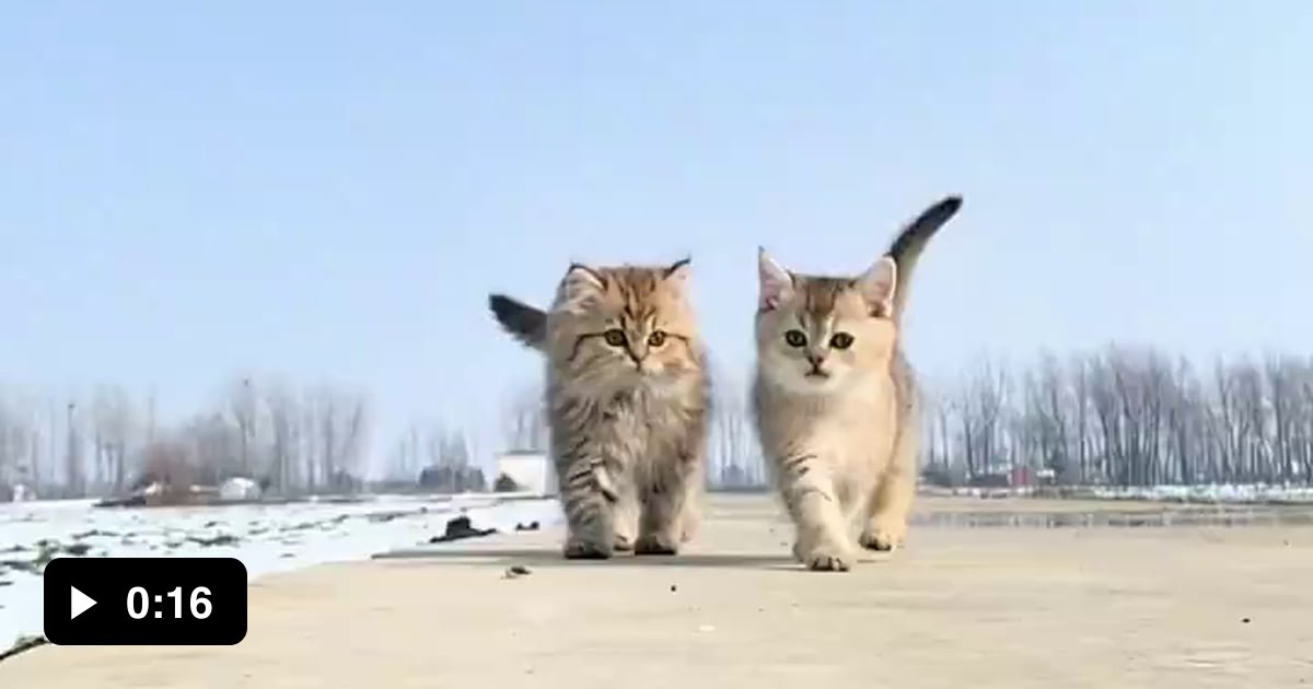 2 ferocious smol cats - 9GAG