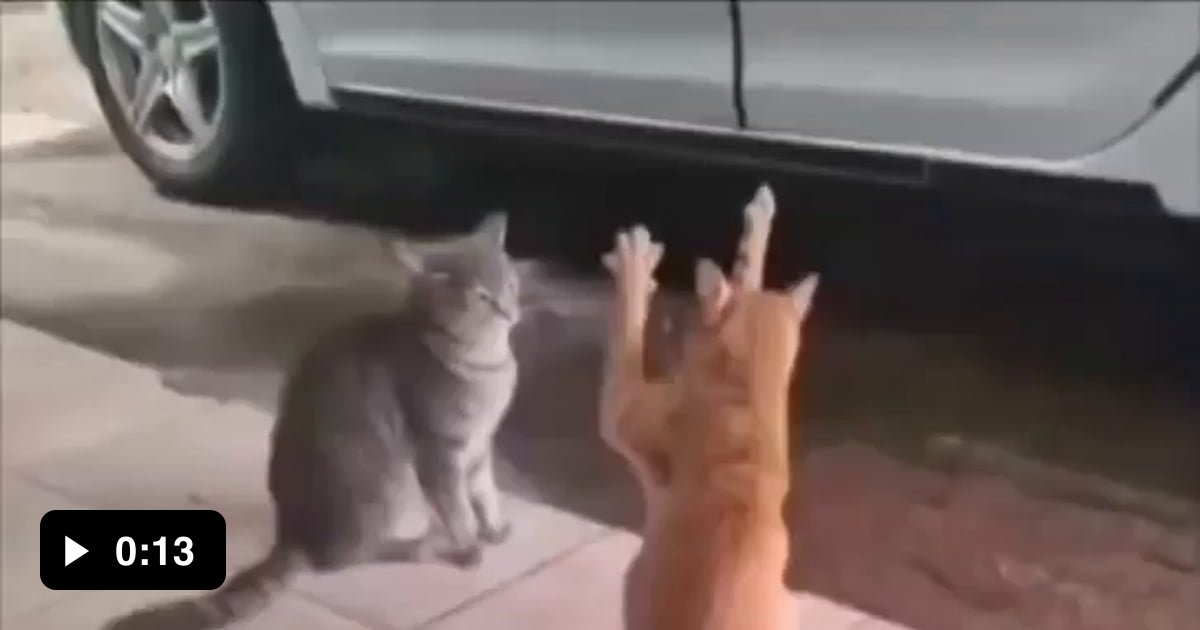 The cat is clearly a mime artist - 9GAG