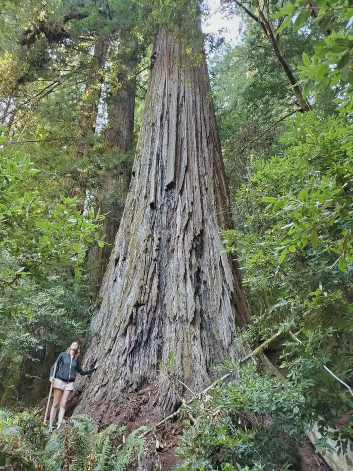 A real photo of Hyperion, the world’s tallest tree - 9GAG