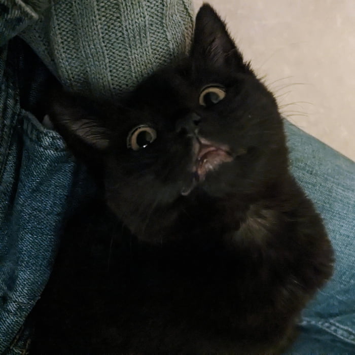 The derpiest kitten I've fostered - 9GAG