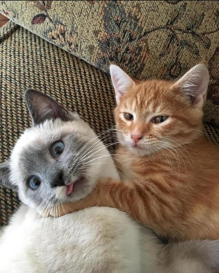 Look at these two cuties 😺 - 9GAG