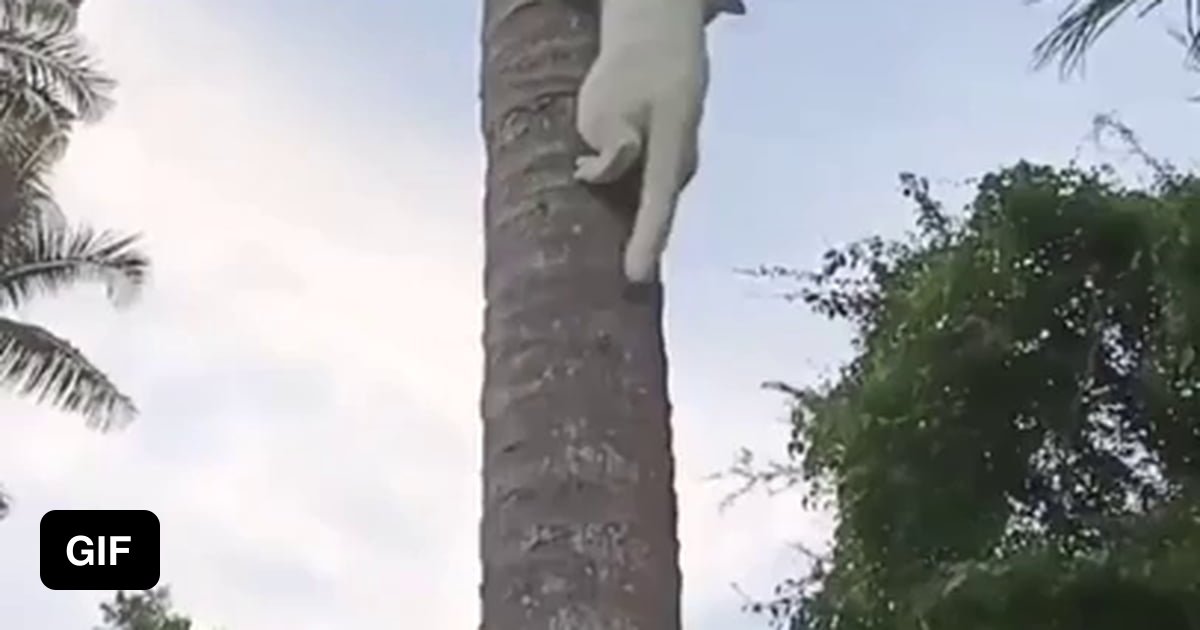 You Got Up There All Right But Question Is How You Are Going To Get ...