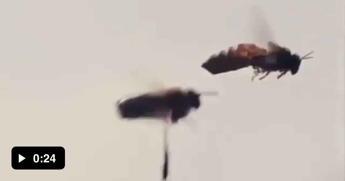 Camera somehow keeps bees in-frame while flying, AND captures him where he falls after mating ...