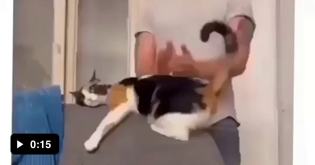 Massage Services For Lazy Cats 9gag