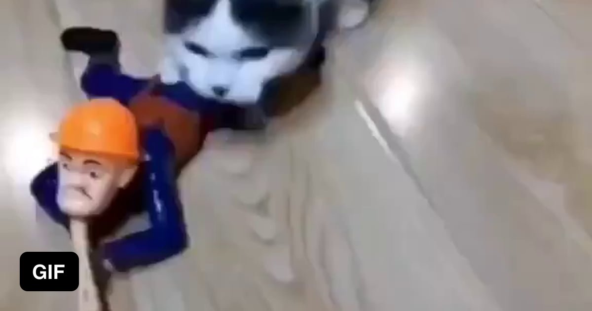 Commando Cat on Duty - 9GAG