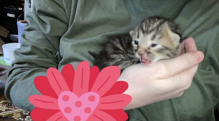 Smol kitty is a n g r y - 9GAG