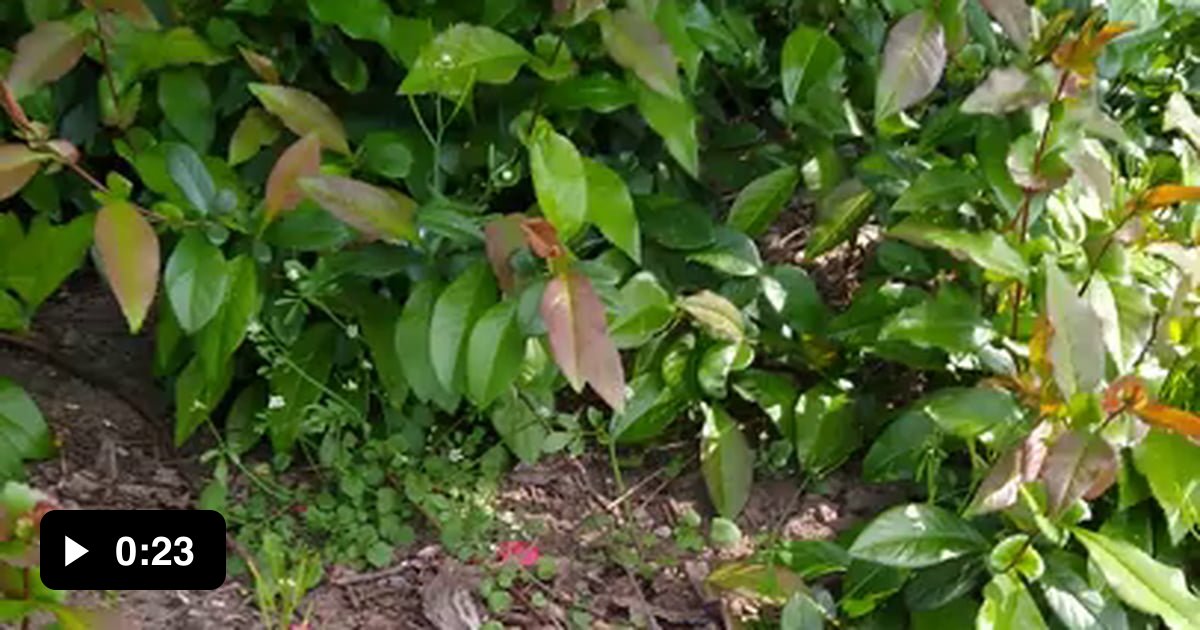 These plants have spring-loaded seed pods - 9GAG