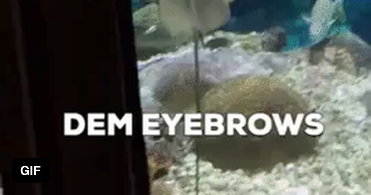 Dem Eyebrows - 9GAG
