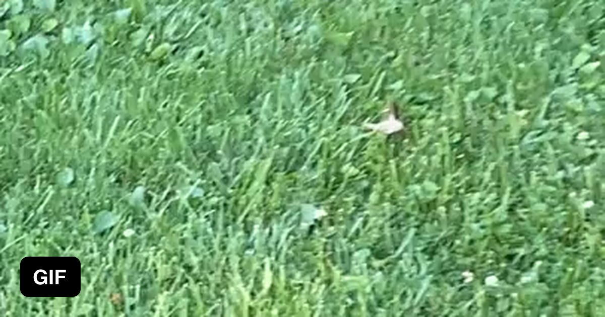 Gotta go fast v2 - 9GAG