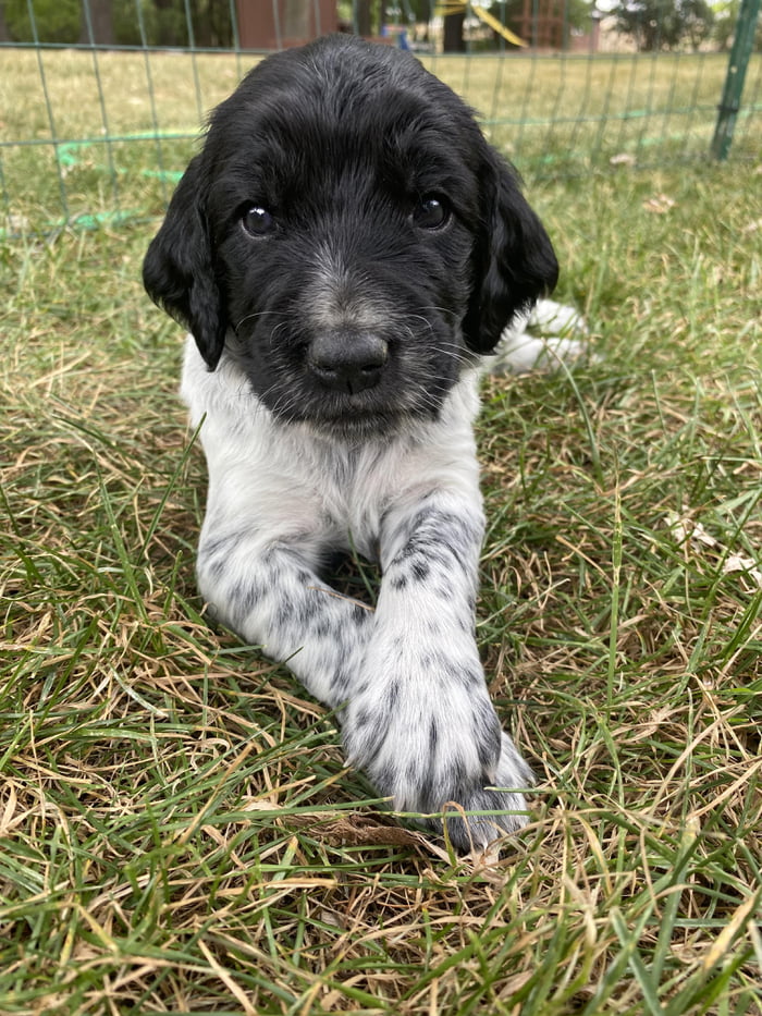 Grey Girl practicing her IG pose (5 weeks) - 9GAG