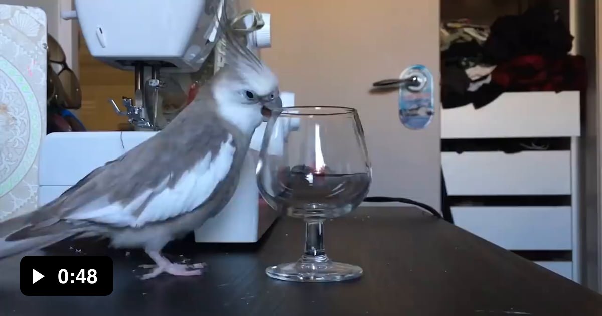 Bird doing cat thing - 9GAG