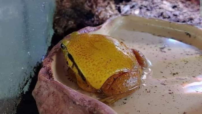 I'll present y'all, the cheeseburger frog. - 9GAG