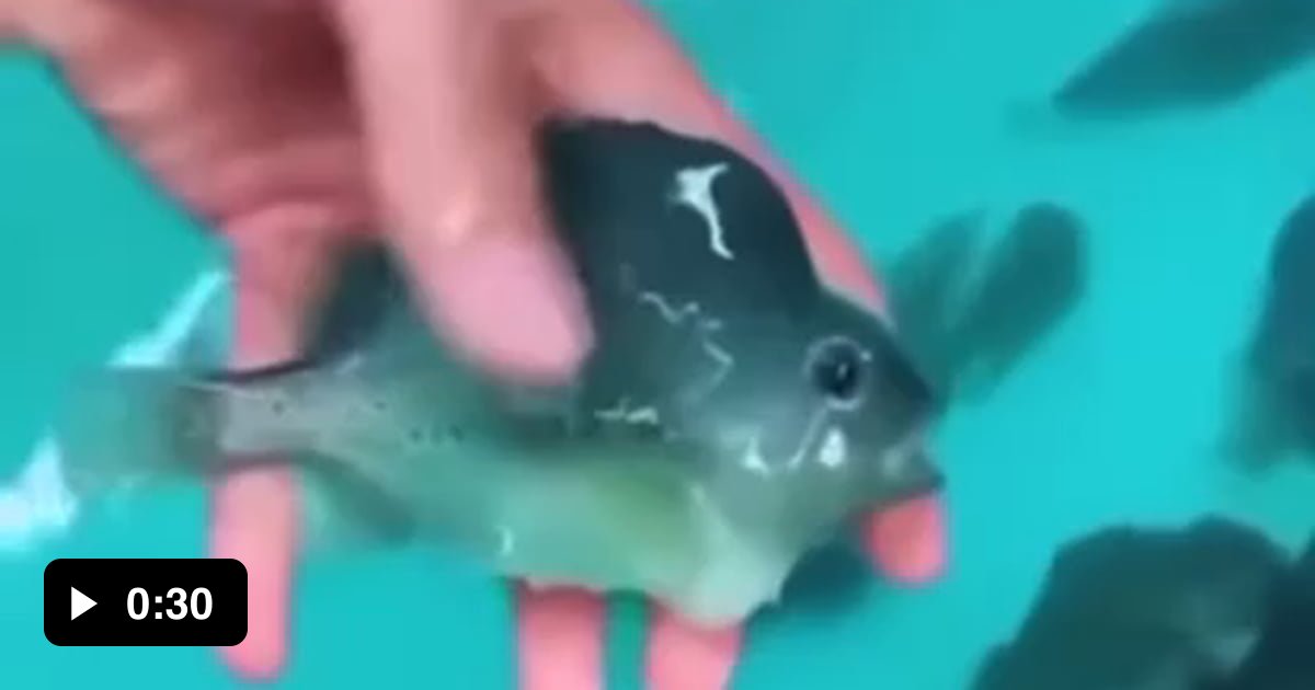 A happy Saturday to all you beautiful, powerful stumpy lumpfishes out ...