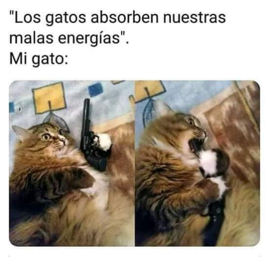 Gato mugroso - 9GAG