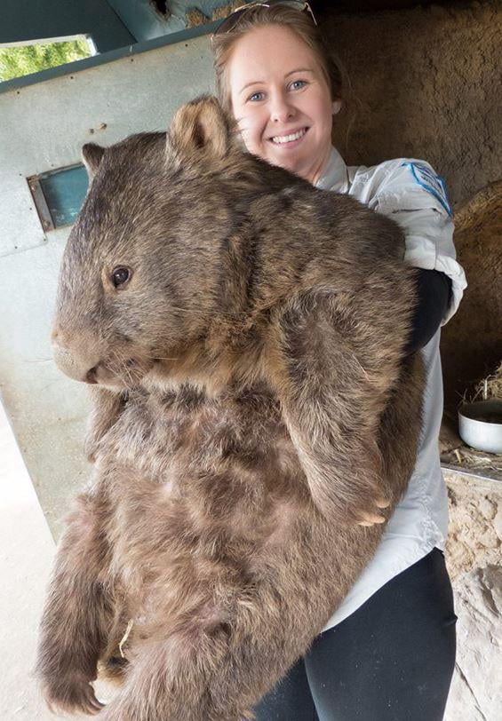 The SIZE of this wombat! On average, wombats are 3.3 feet long and ...