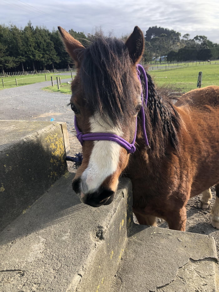 Poppy’s wonky nose makes her look like a perma-derp. - 9GAG