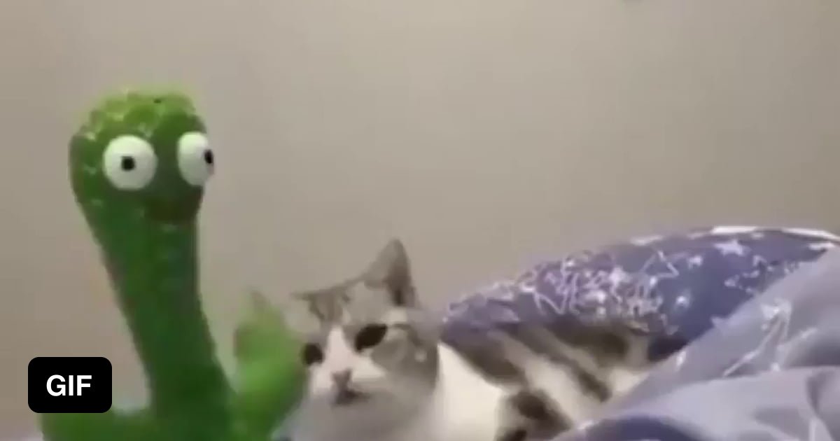 Vibrations of a Cat with a Cactus - 9GAG