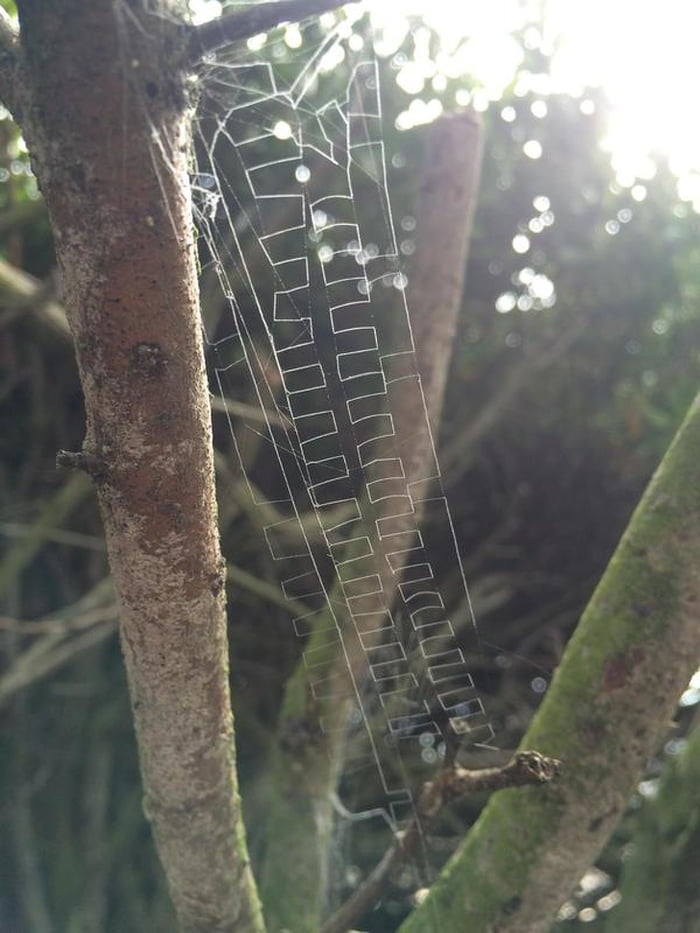 The most unique spider web I've ever seen - 9GAG