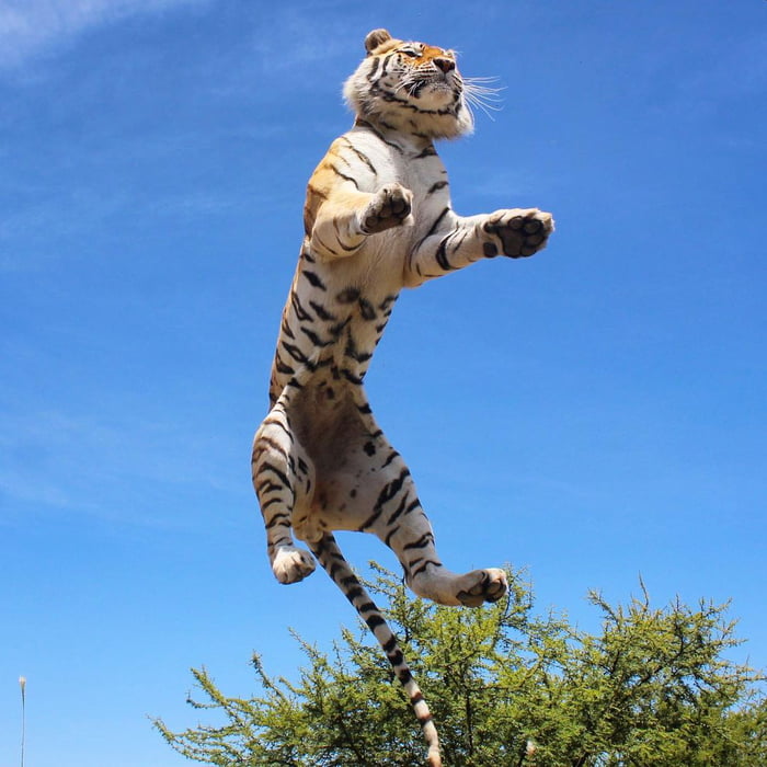 Tiger Enters Creative Mode - 9GAG