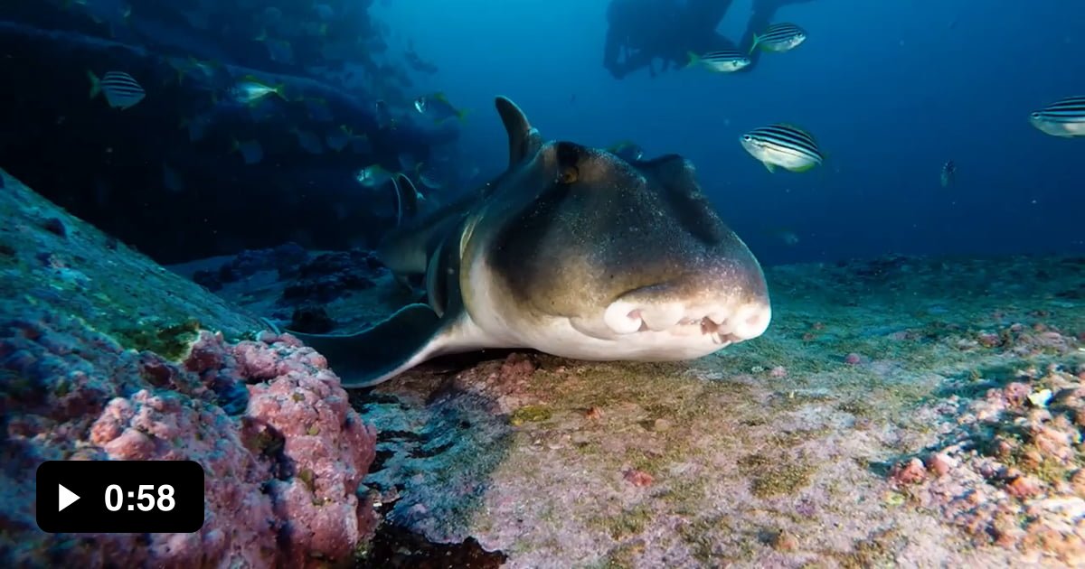 Port Jacksons Shark, these small docile shellfish eaters pose no threat ...
