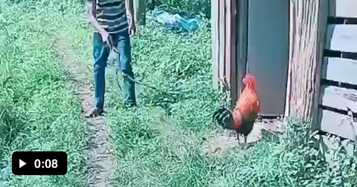 Rooster rampage - 9GAG