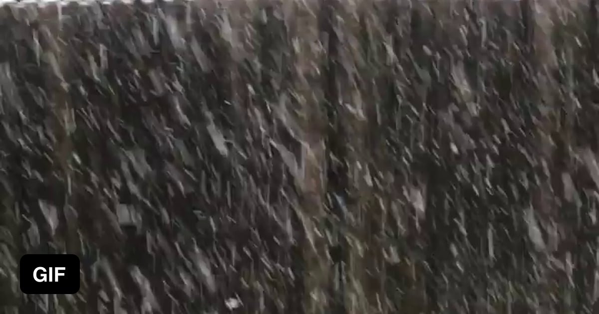 First time seeing snow. Snow in Austin, Texas?! - 9GAG