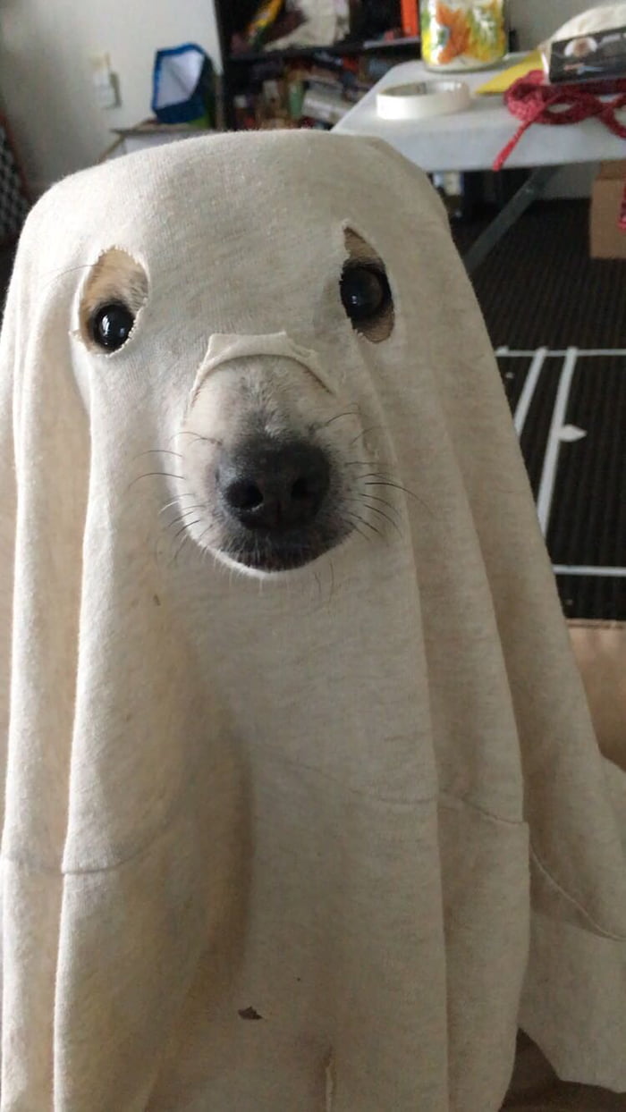 Doggo going to do you a spook - 9GAG