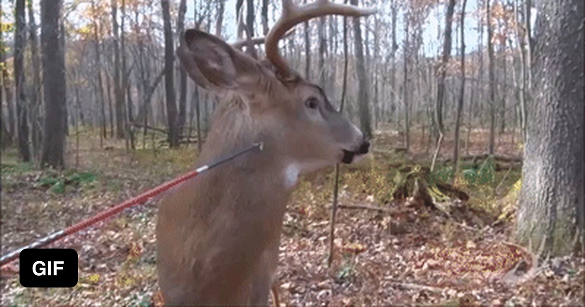 Life-like fake deer - 9GAG