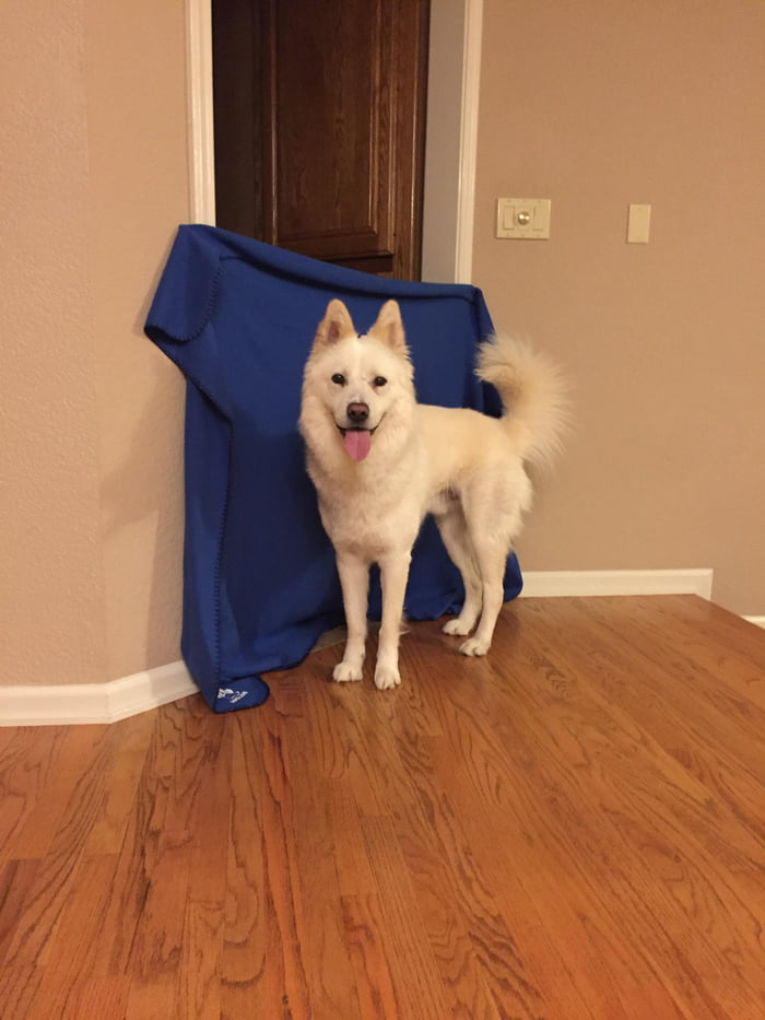 Good heckin doggo - 9GAG