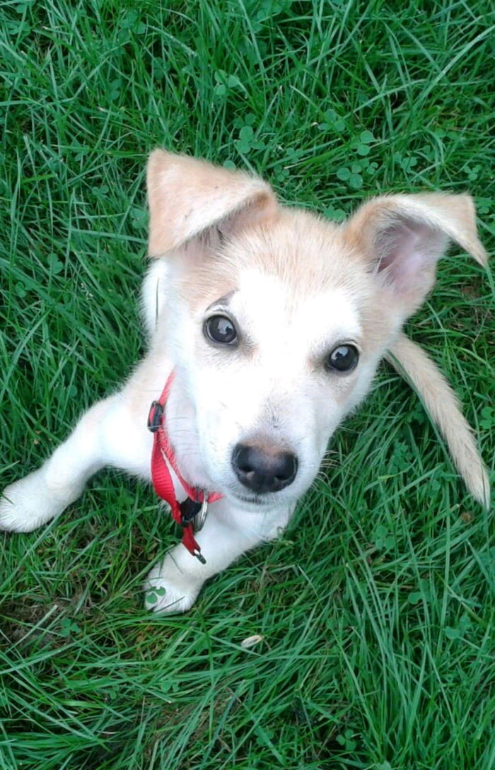 Smol pup lookin' up - 9GAG