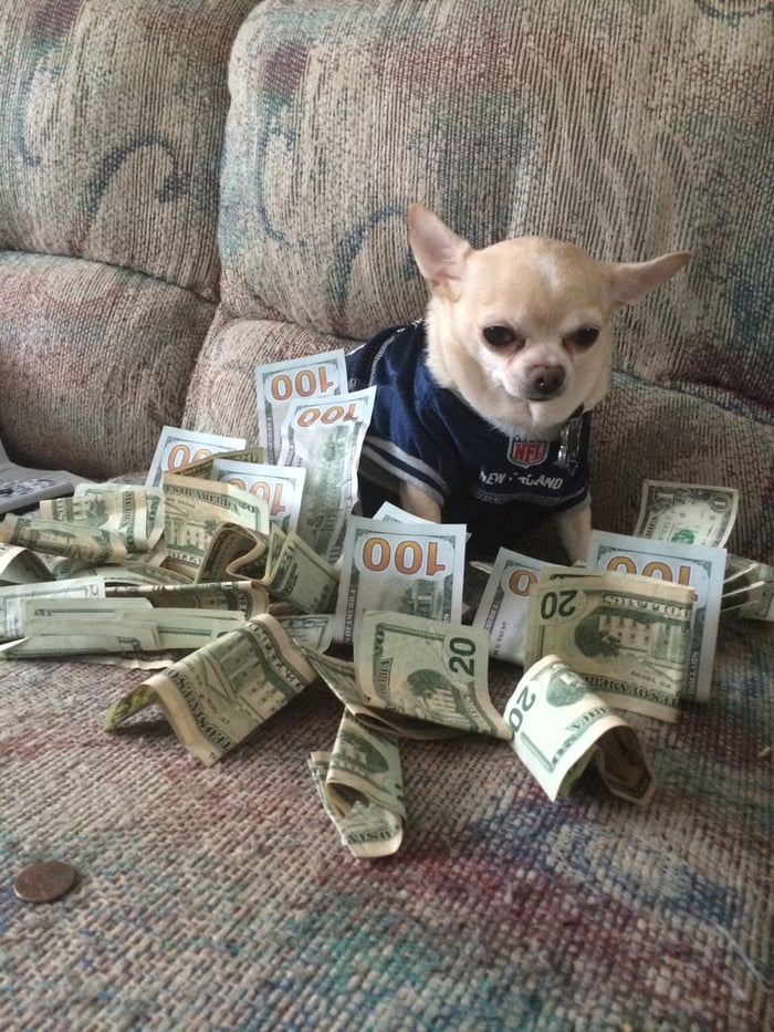 The money dog which comes once after 50k memes. Upvote and money ll ...