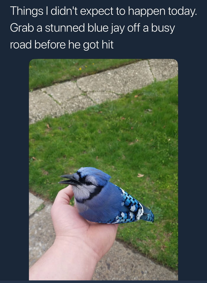 Saving a blue jay off of a busy road - 9GAG