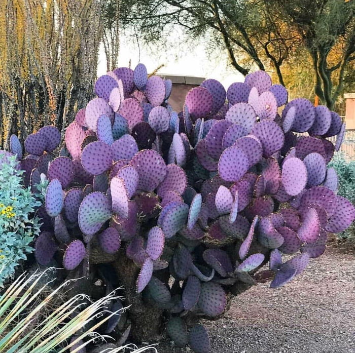 A cool looking cactus - 9GAG
