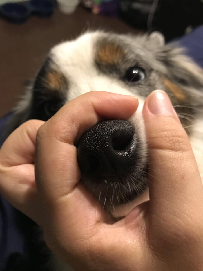 Heckin snoot boop - 9GAG