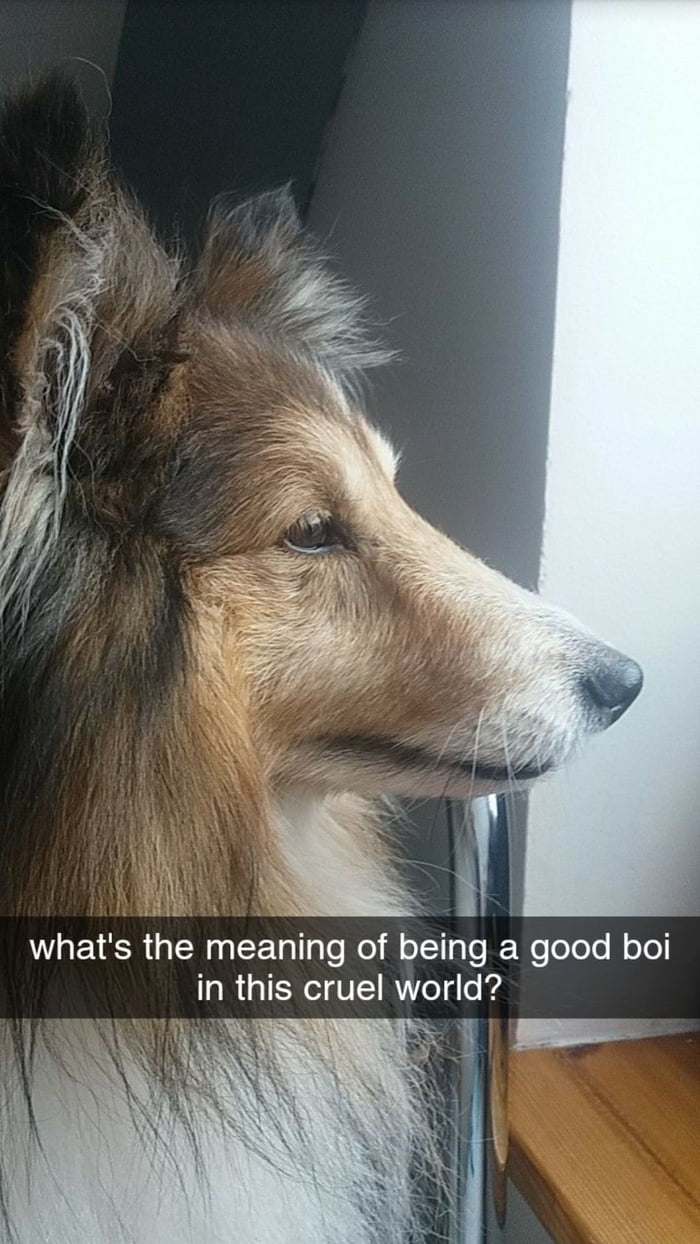 Good Boi Life! - 9GAG
