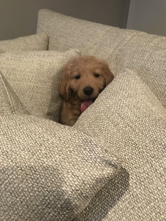 Lil pupper just learned to hide in the couch. - 9GAG