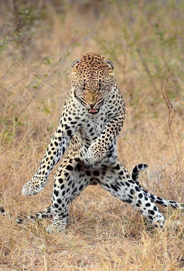 Cheetah Did a Dab - 9GAG
