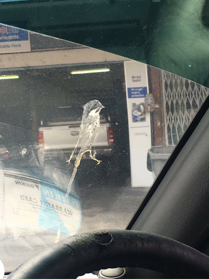 Bird shit with bird shape - 9GAG