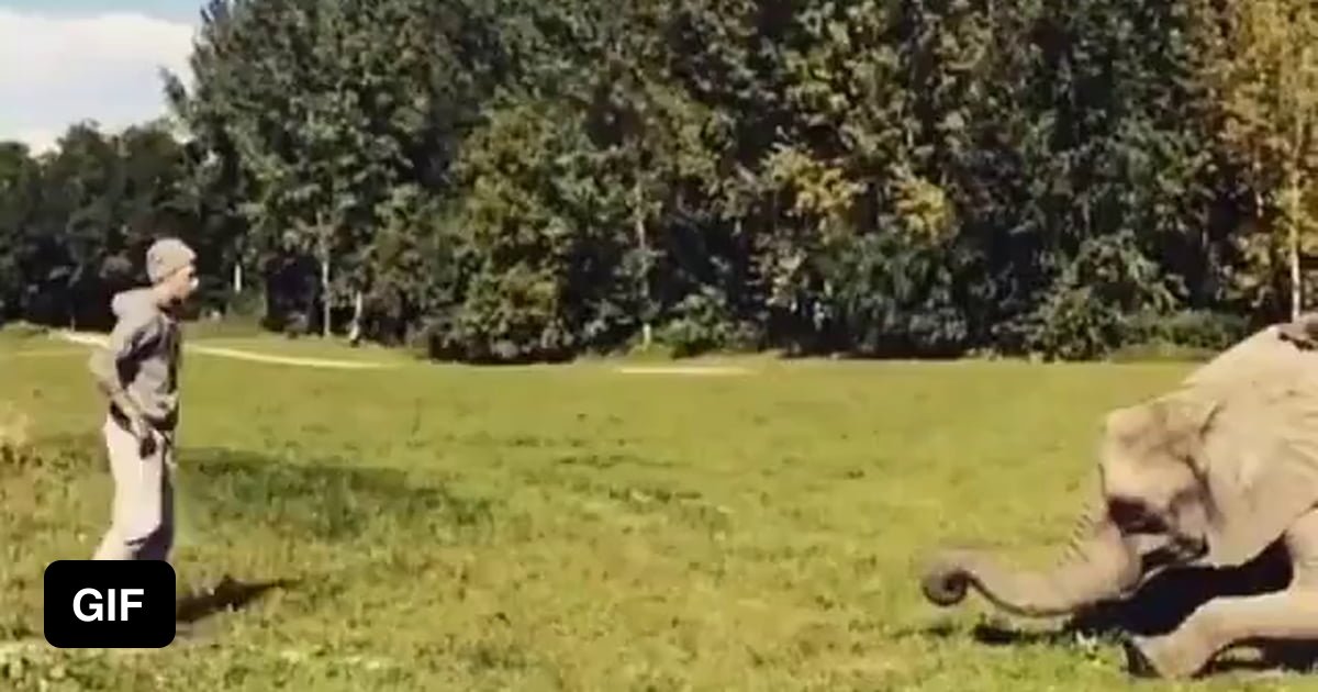 Elephant backflip - 9GAG