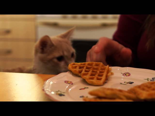 Waffle cat - 9GAG
