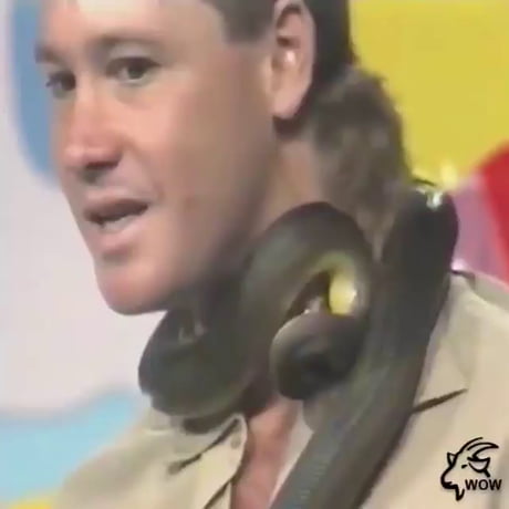 Best 30+ Steve Irwin fun on 9GAG