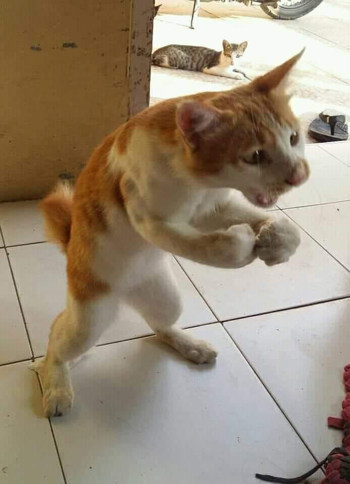 THE CAT. Ready to fight you. - 9GAG