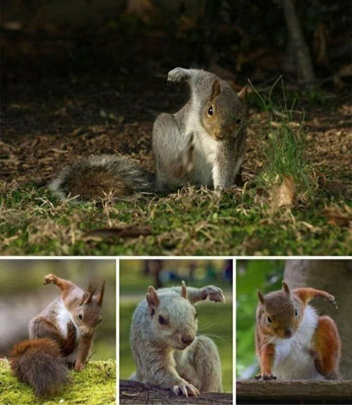 Superhero landing for squirrels - 9GAG